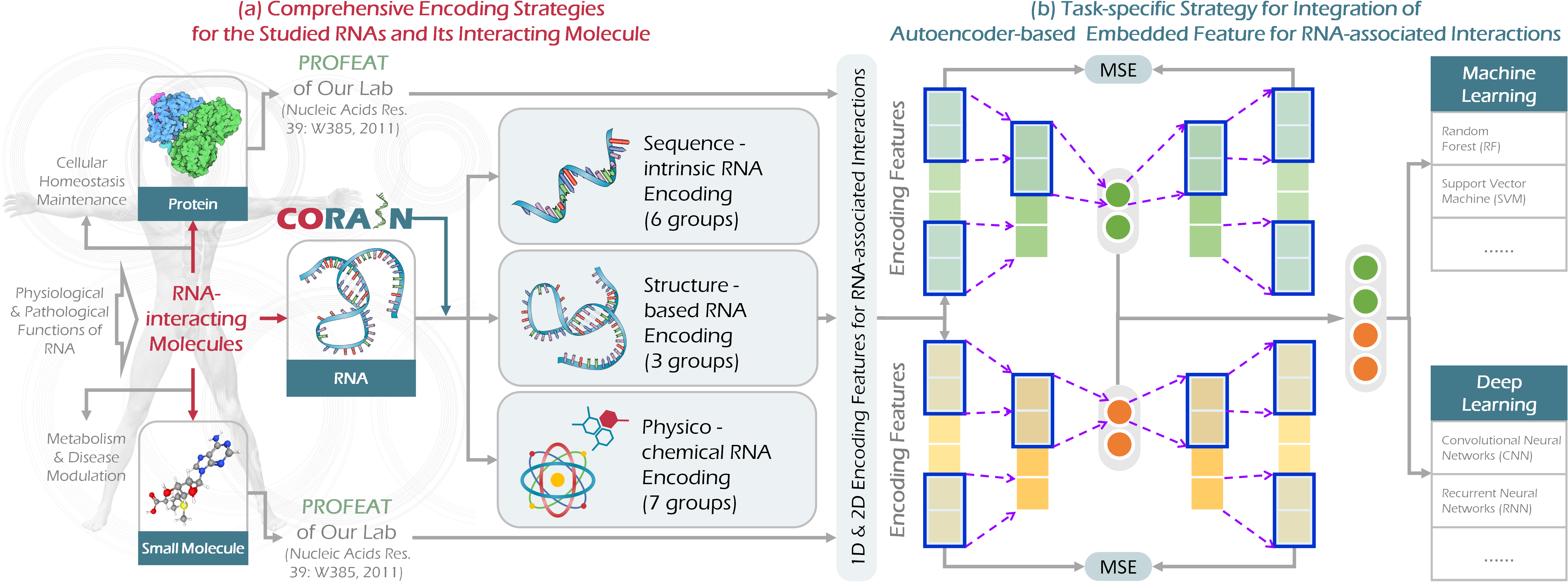 CORAIN: Feature Encoder for RNA-associated Interactions